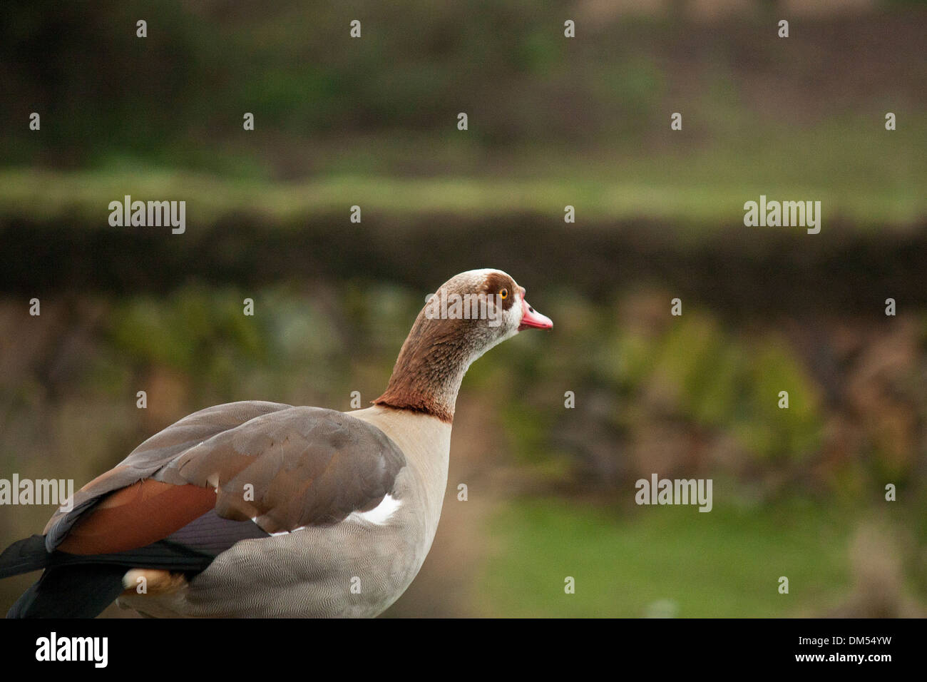 Egyptian goose bird hi-res stock photography and images - Alamy