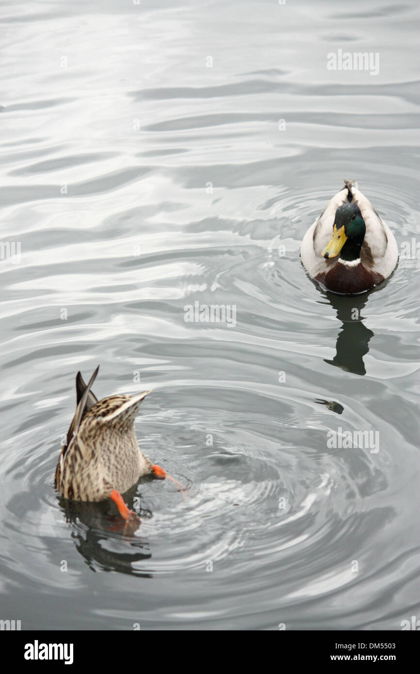 Mallard duck bottom hi-res stock photography and images - Alamy