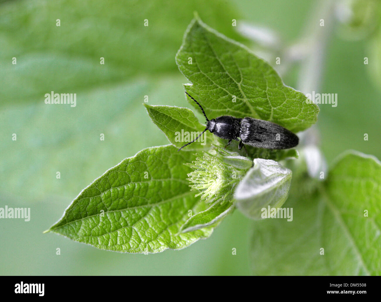 Elateridae Family Elateridae | ENT 425 – General Entomology