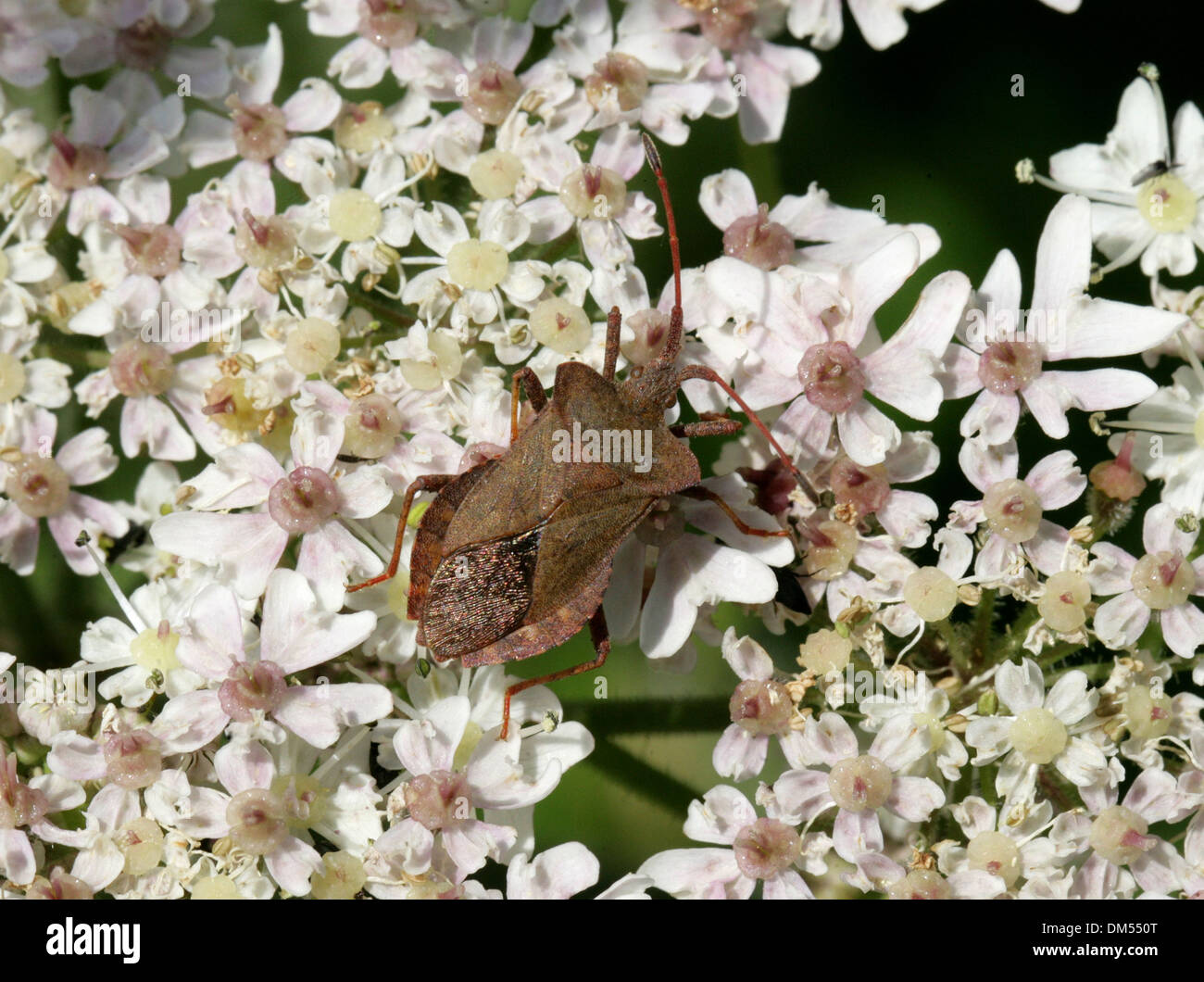 Dock Bug, Coreus marginatus, Coreidae, Heteroptera, Hemiptera. On ...