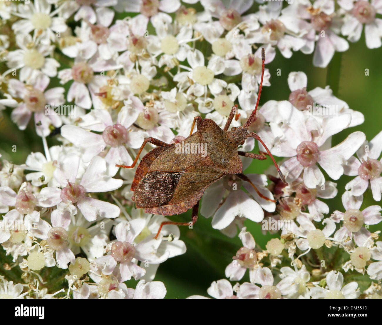 Dock Bug, Coreus marginatus, Coreidae, Heteroptera, Hemiptera. On ...