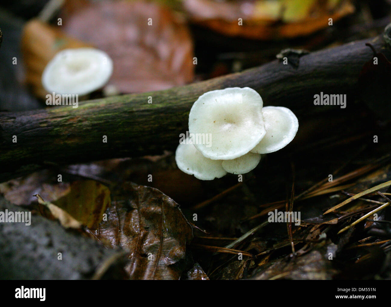 Frosty Funnel Fungus, Clitocybe phyllophila, Tricholomataceae. Syn. C ...