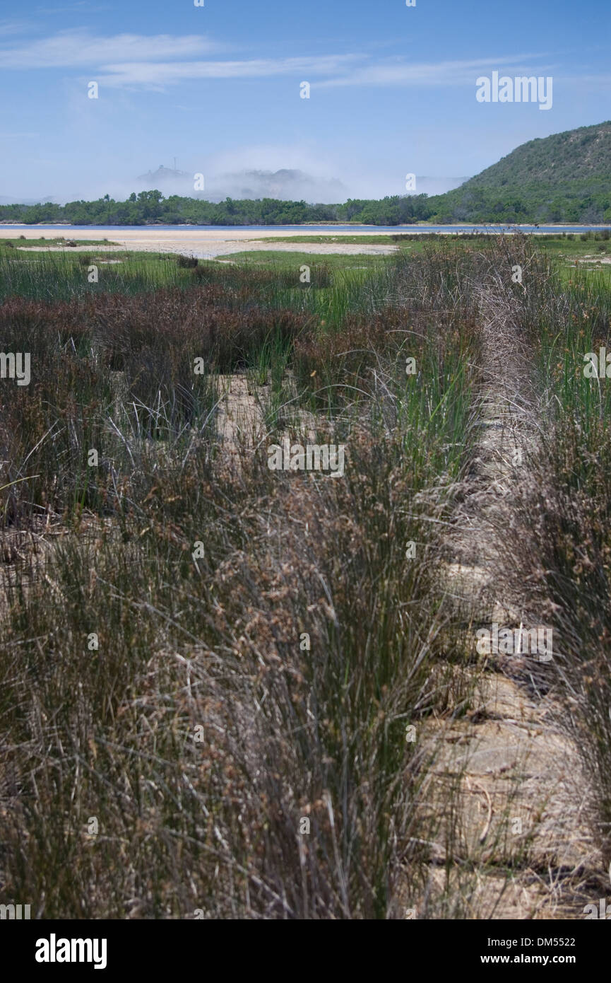 Reeds on Swartvlei, Sedgefield, Western Cape, South Africa Stock Photo ...