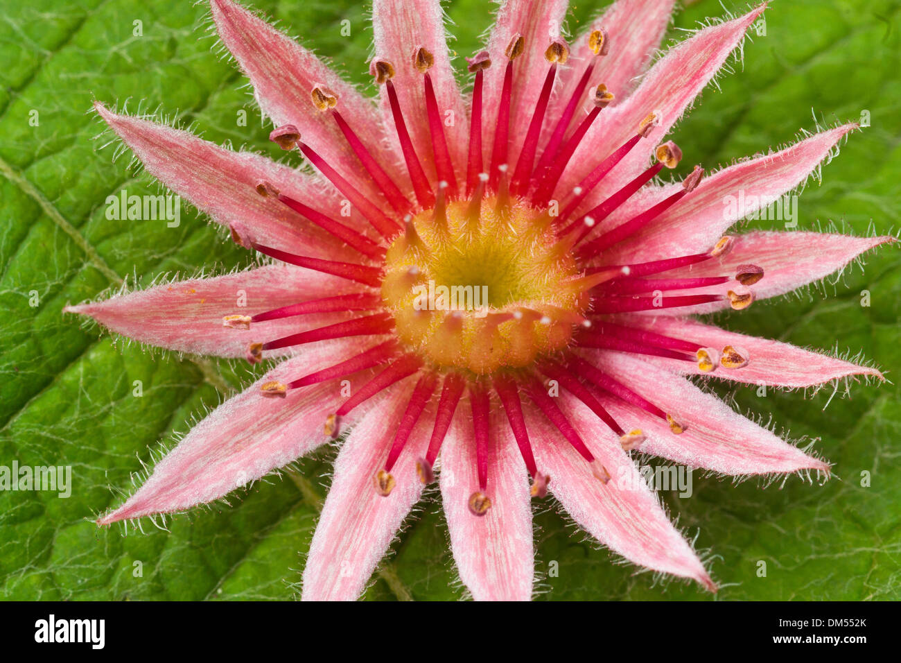 Flowers blossom flourish blossoms flourishes hi-res stock photography ...