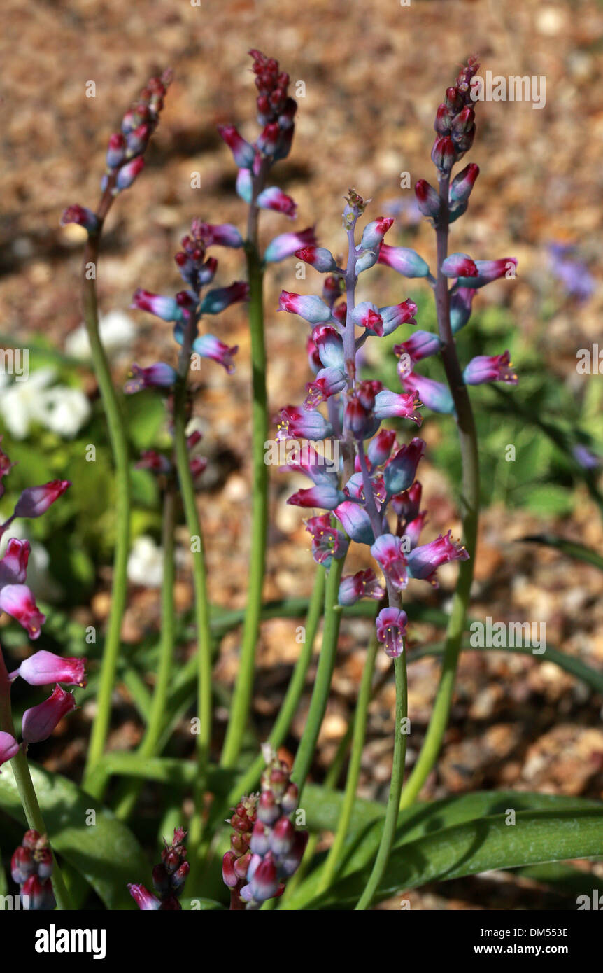 Lachenalia rosea, Hyacinthaceae, Cape Province, South Africa Stock Photo - Alamy