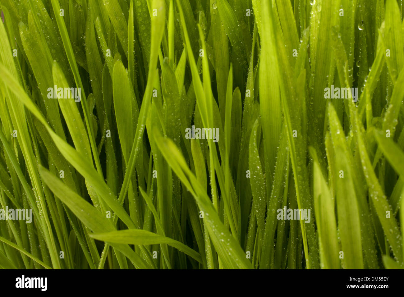 Beautiful grass with early dew background Stock Photo - Alamy