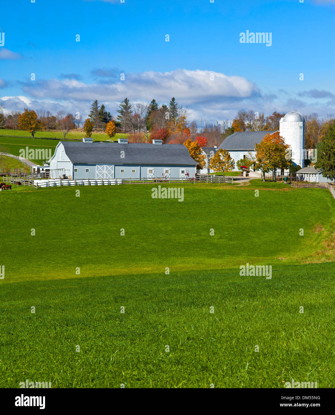 Generic looking colonial style dairy farm in New England, America Stock ...