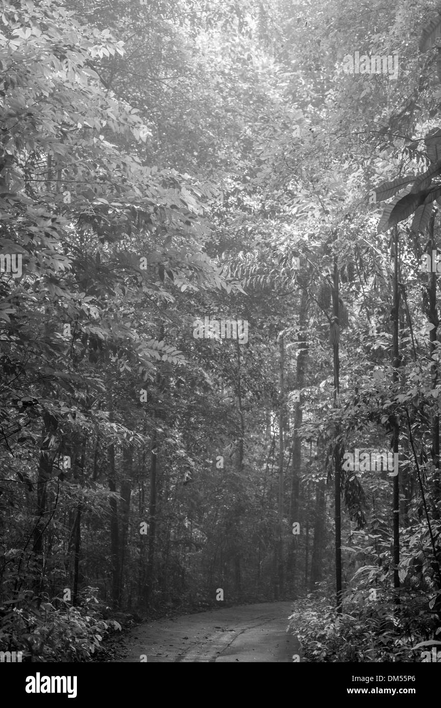 Black and white photograph of trees and part of a concrete pathway in ...