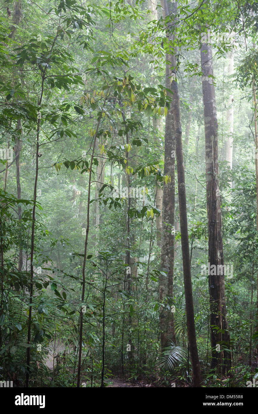 Bukit timah hi-res stock photography and images - Alamy