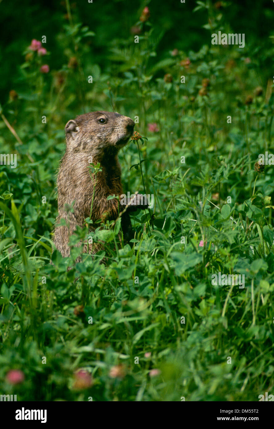 Groundhog, marota monax, profile eating in field, Missouri USA Stock ...