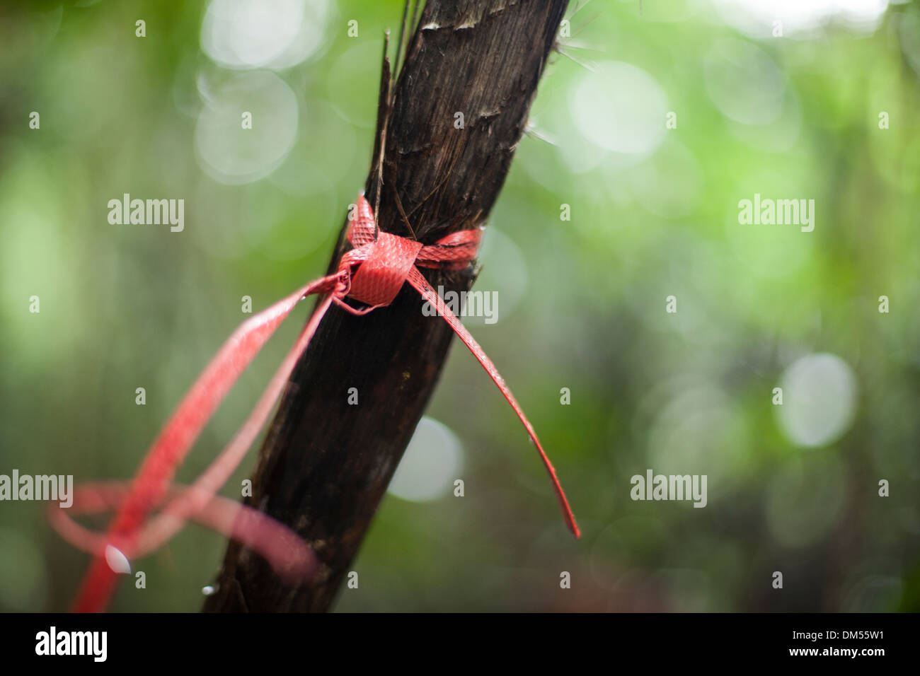 Red plastic ribbon tied to a tree in Bukit Timah Nature Reserve Stock ...