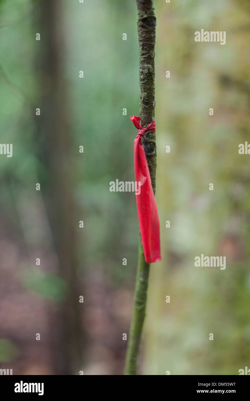 Red plastic ribbon tied to a tree in Bukit Timah Nature Reserve Stock ...