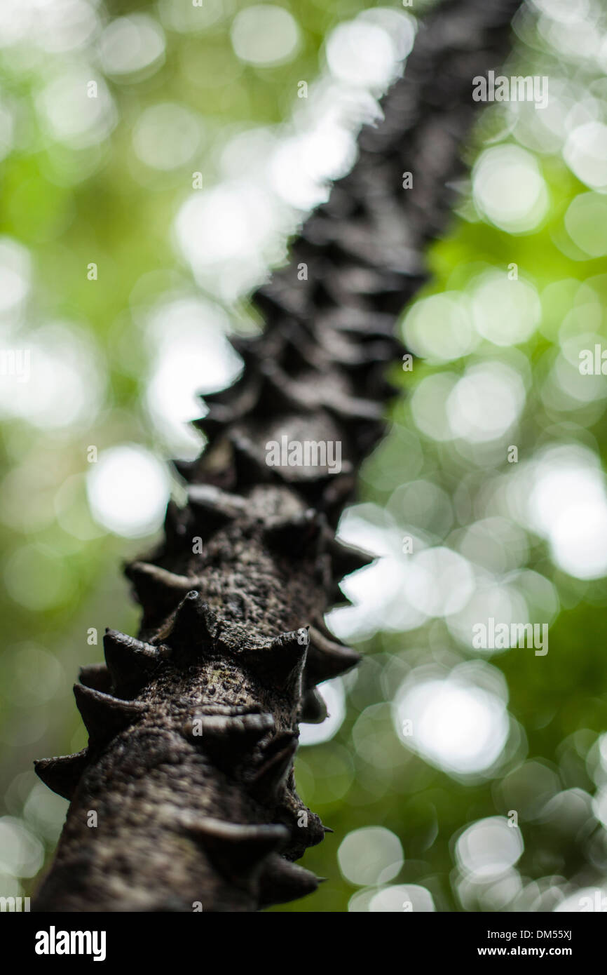 Detail of a tree trunk with spikes in Bukit Timah Nature Reserve Stock ...