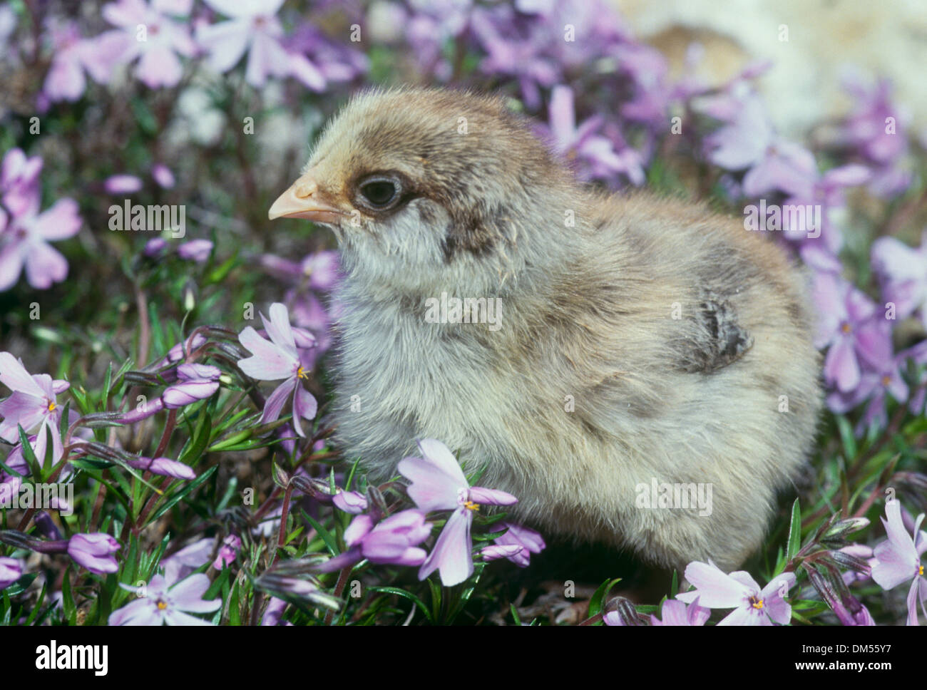 Baby chickens chicks growing up hi-res stock photography and images - Alamy