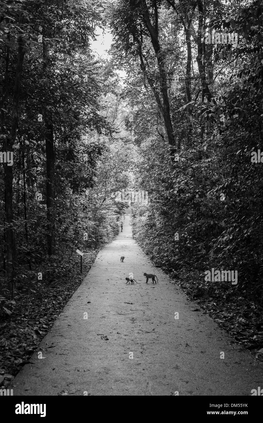 Monkeys cross the path in Bukit Timah Nature Reserve Stock Photo - Alamy