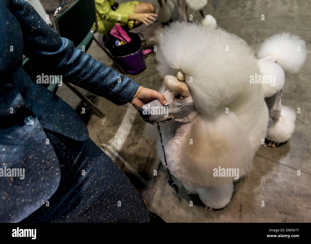 American standard poodle hi-res stock photography and images - Alamy