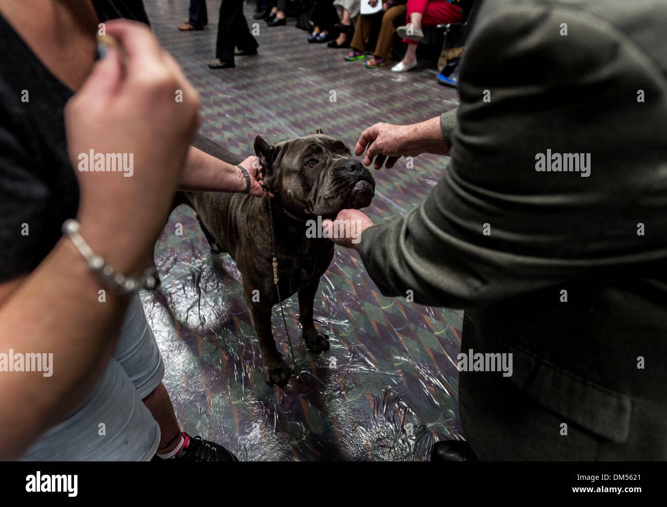 American kennel club training hi-res stock photography and images - Alamy