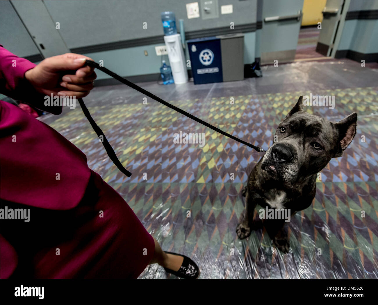 American kennel club training hi-res stock photography and images - Alamy