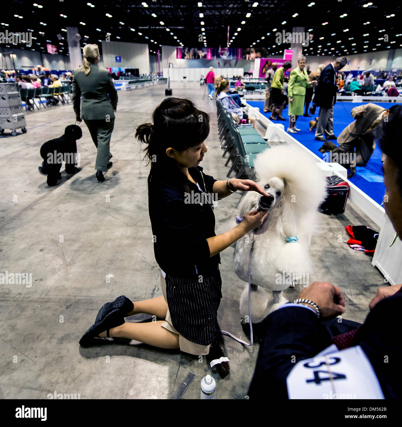 American standard poodle hi-res stock photography and images - Alamy