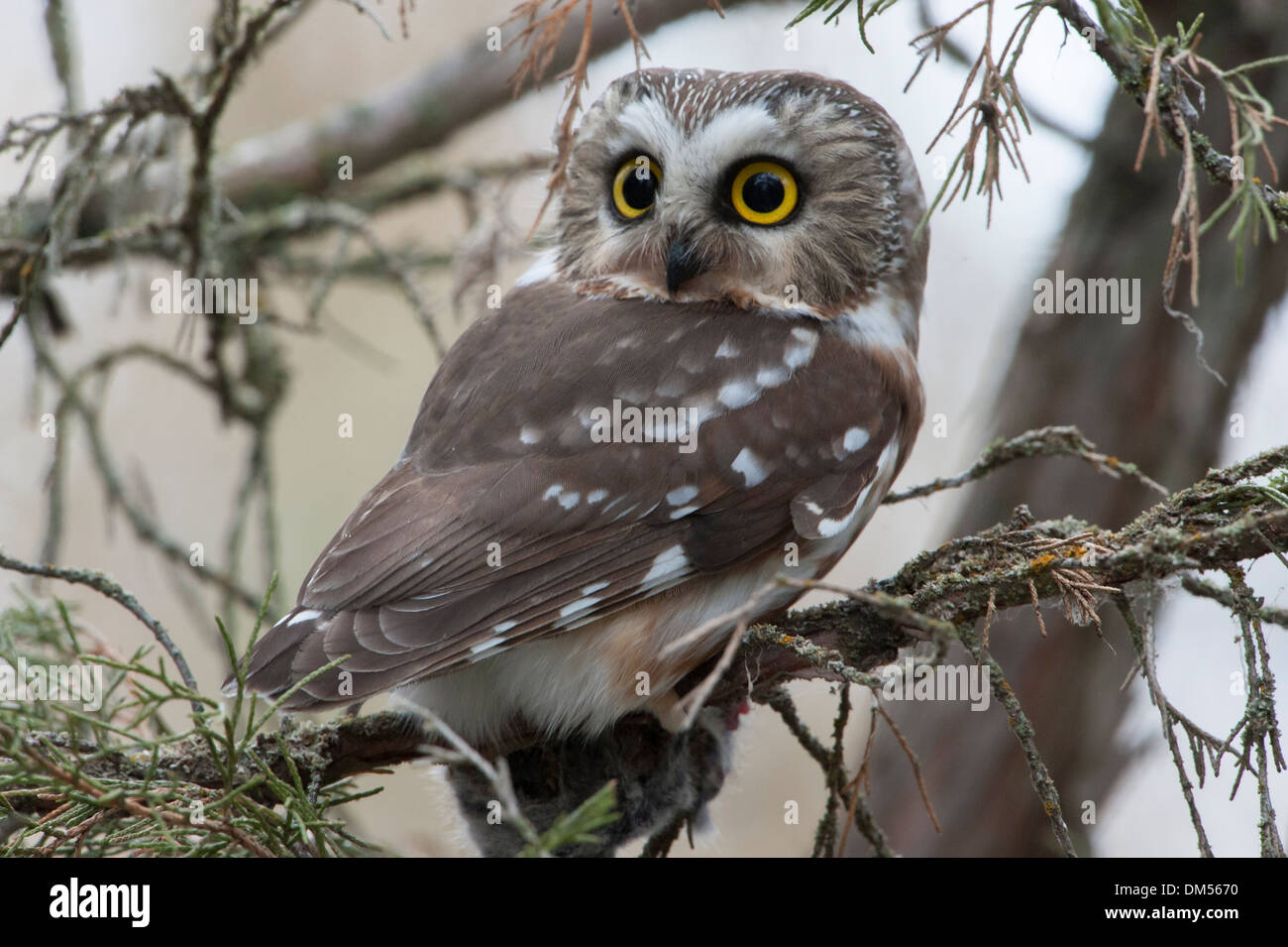 Saw whet owl hi-res stock photography and images - Alamy