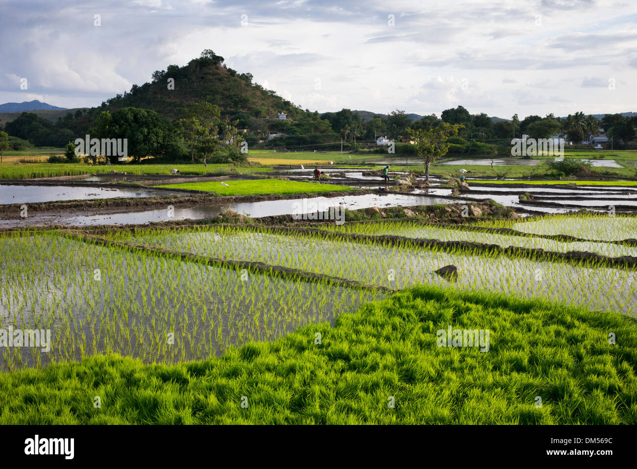 Rice Fields In India Stock Photos & Rice Fields In India Stock Images ...