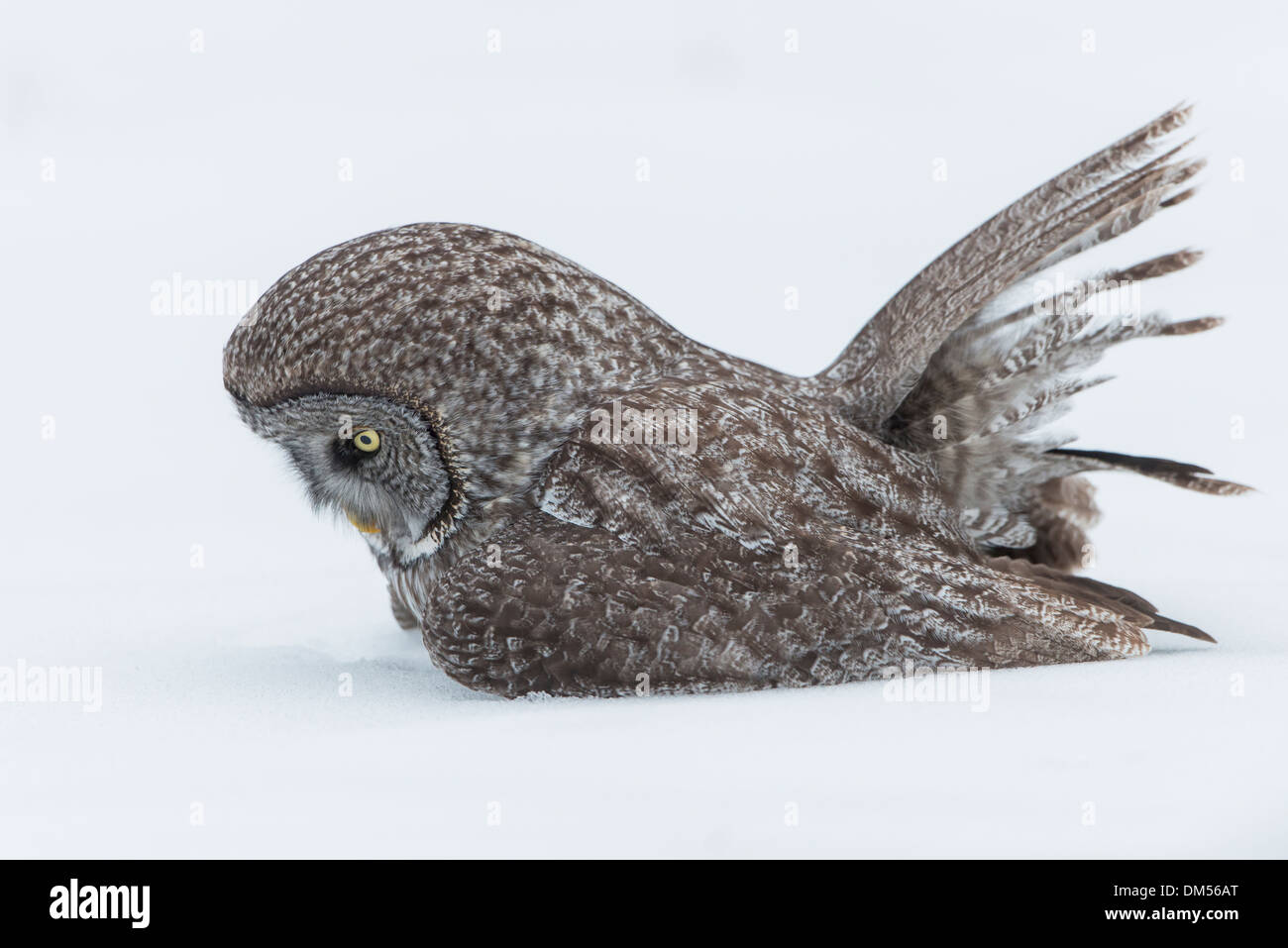 Owl looking down hi-res stock photography and images - Alamy