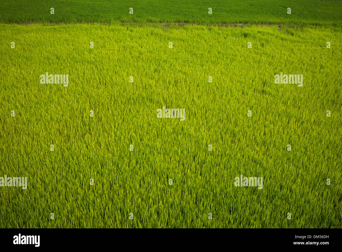 Rice paddy fields. Andhra Pradesh, India Stock Photo - Alamy