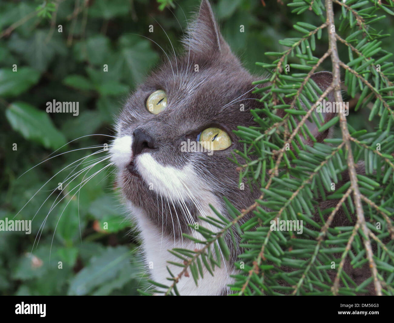 Animal, cat, observe, face, eyes, carefully, needles Stock Photo - Alamy