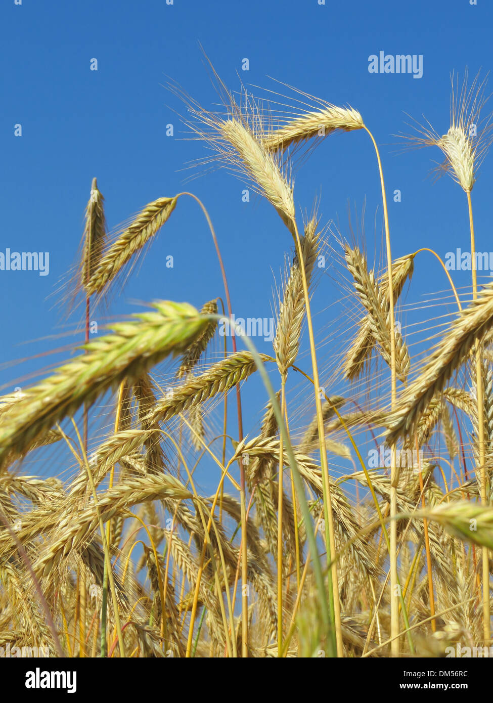 Grain, rye, agriculture, agriculture, grain field, sky, blue, clouds ...