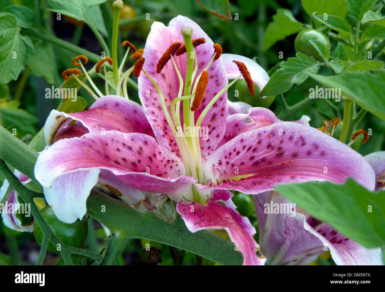 Lily blooming hi-res stock photography and images - Alamy