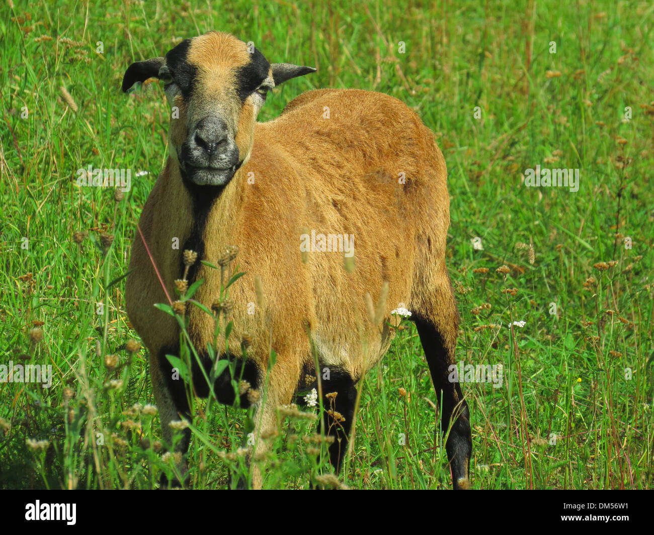 Animal, benefit animal, nanny goat, brown, pasture, willow, agriculture ...
