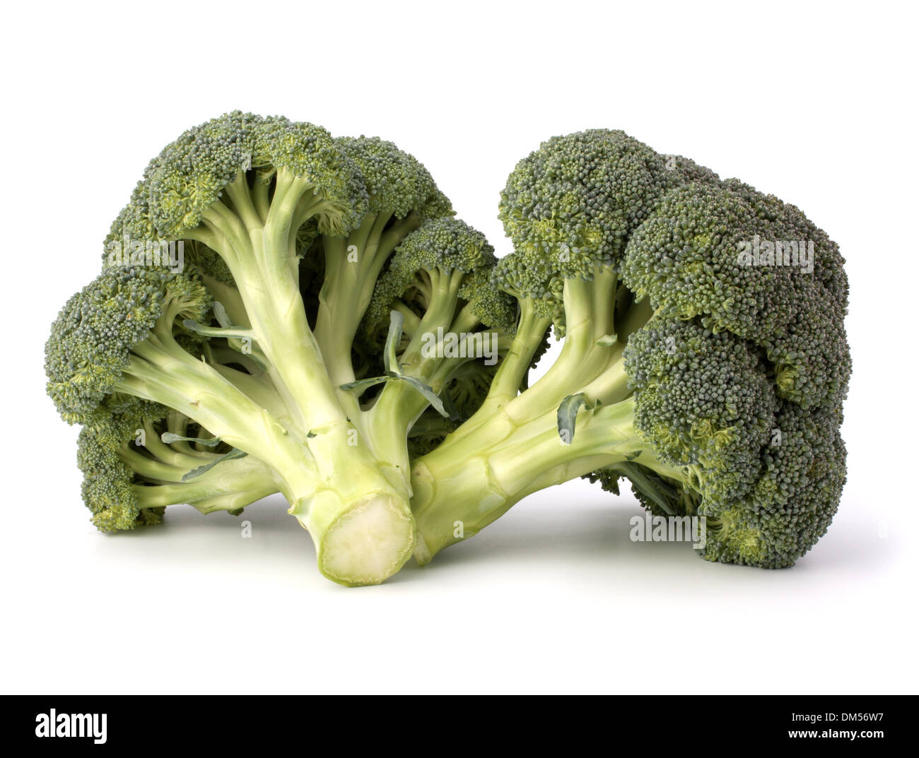 Broccoli vegetable isolated on white background Stock Photo - Alamy