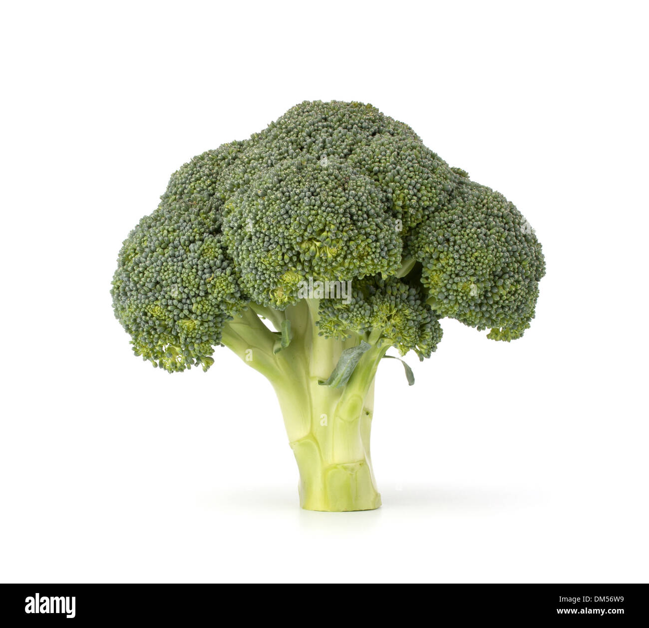 Broccoli vegetable isolated on white background Stock Photo - Alamy