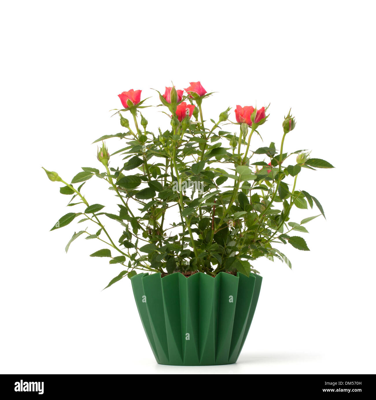 Beautiful rose in flowerpot isolated on white background Stock Photo ...