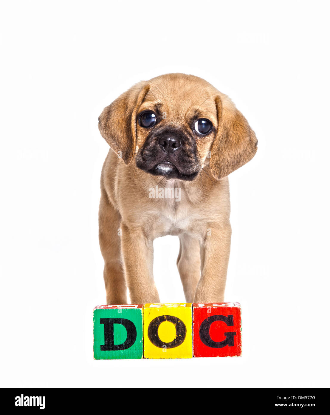 Cute Puggle puppy with kids building blocks Stock Photo - Alamy