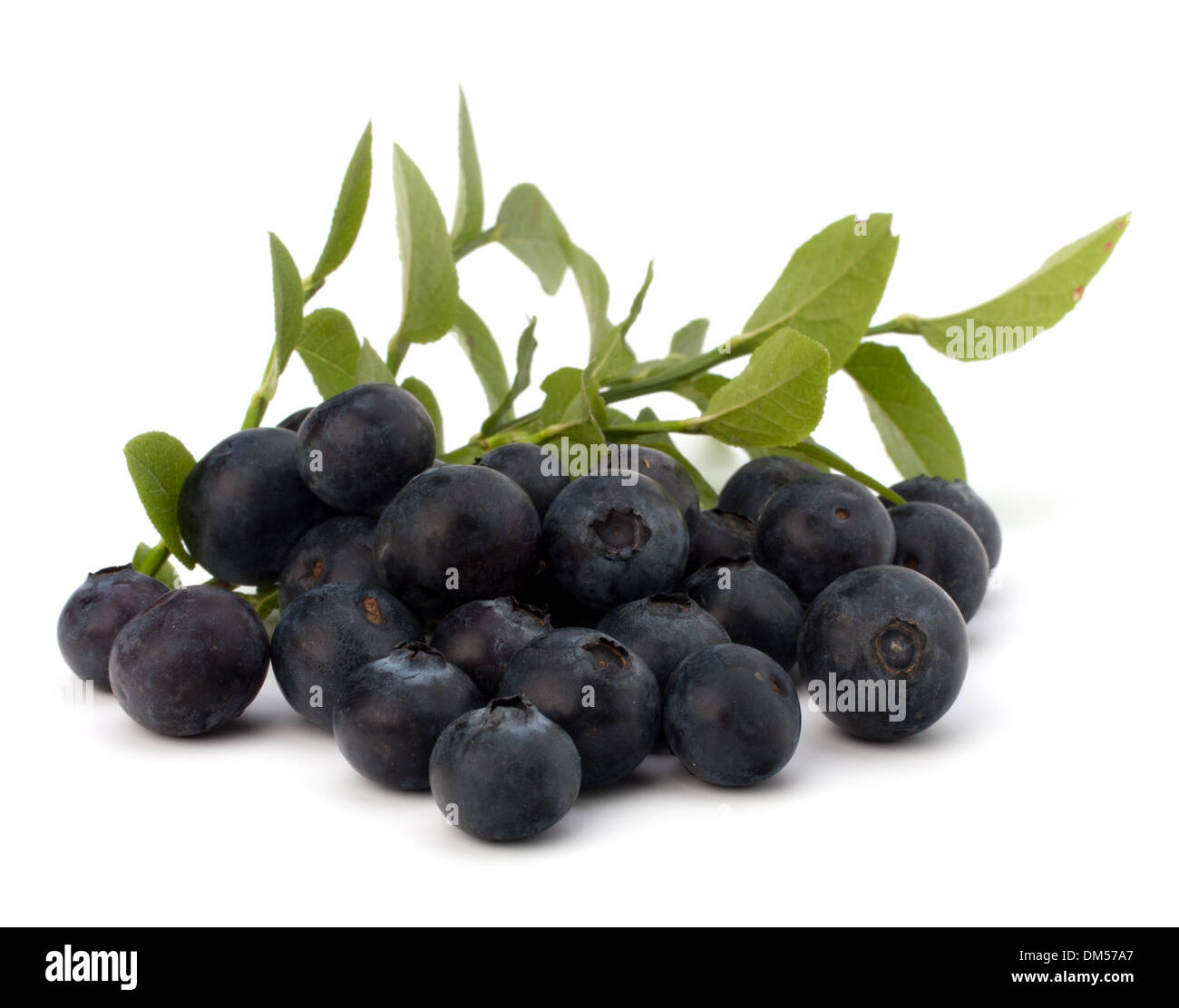 Blue bilberry or whortleberry isolated on white background Stock Photo ...