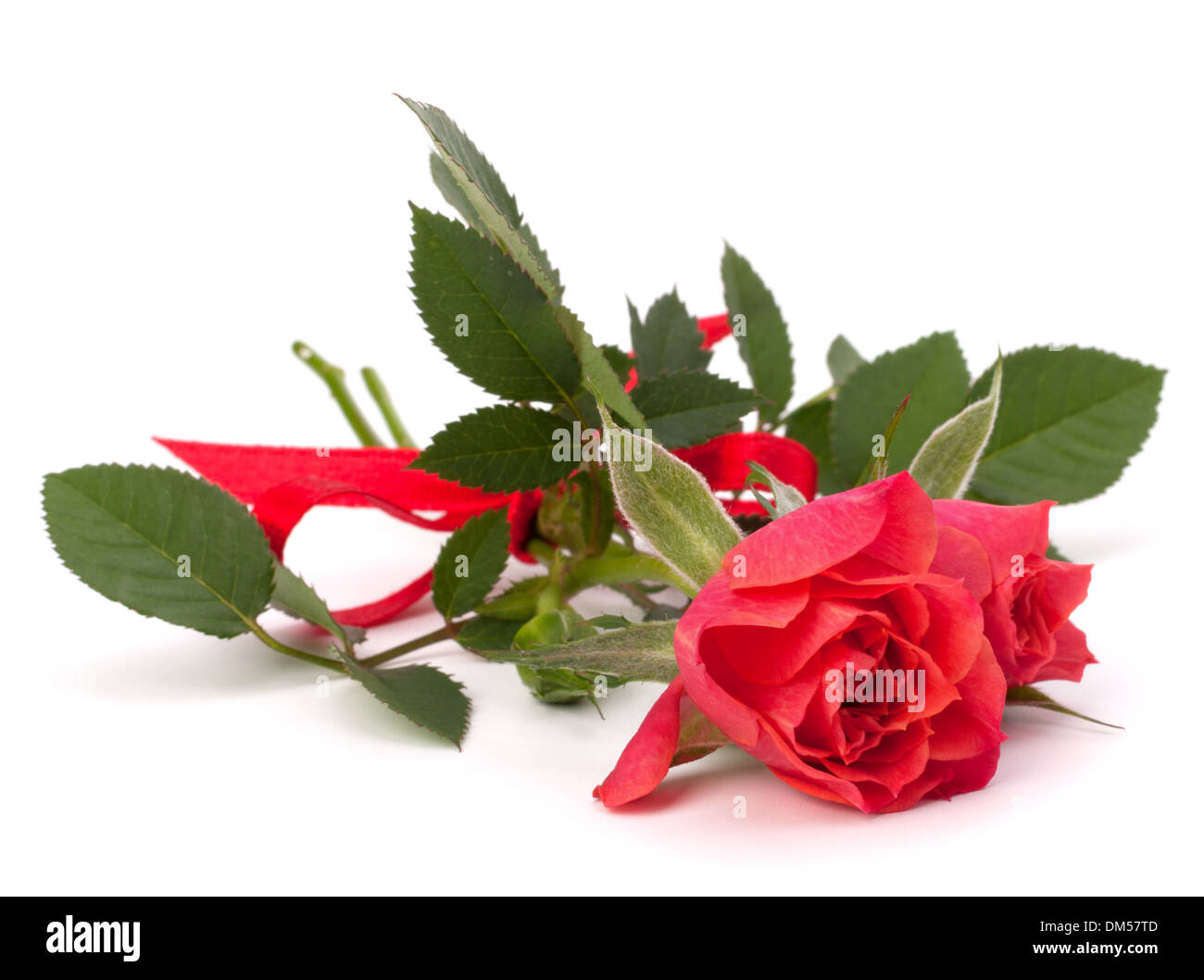 Beautiful rose pair isolated on white background Stock Photo - Alamy