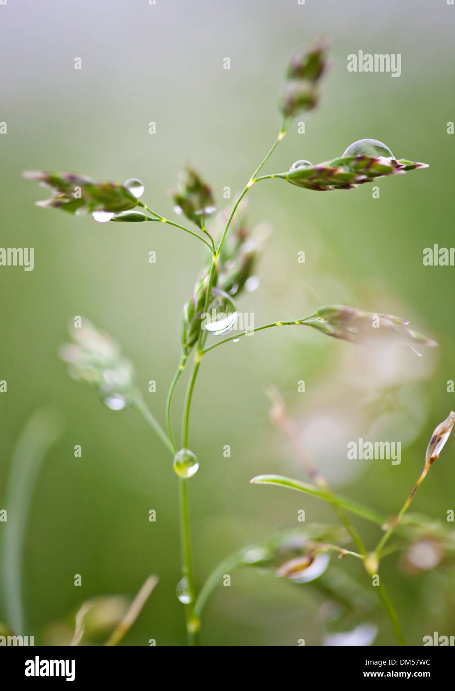 Macro dew drops on fresh green grass Stock Photo - Alamy
