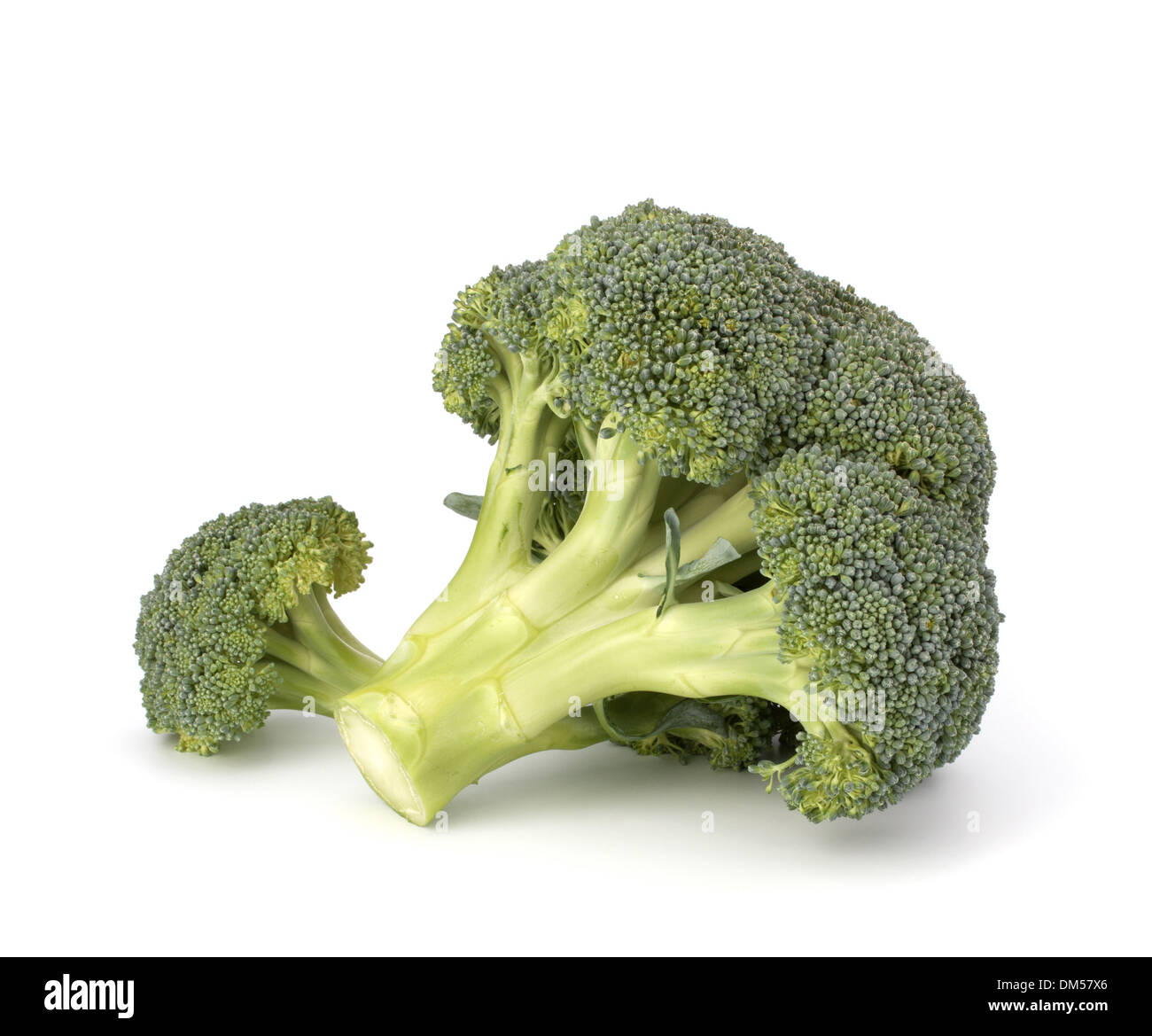 Broccoli vegetable isolated on white background Stock Photo - Alamy