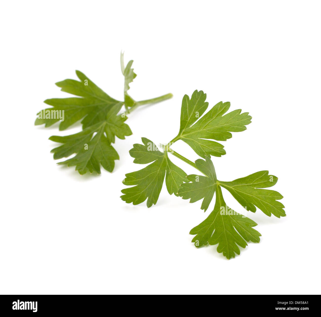 parsley isolated on white background Stock Photo - Alamy