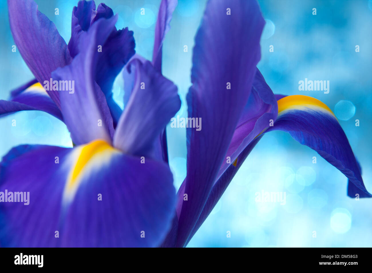 Beautiful blue iris flowers background Stock Photo - Alamy
