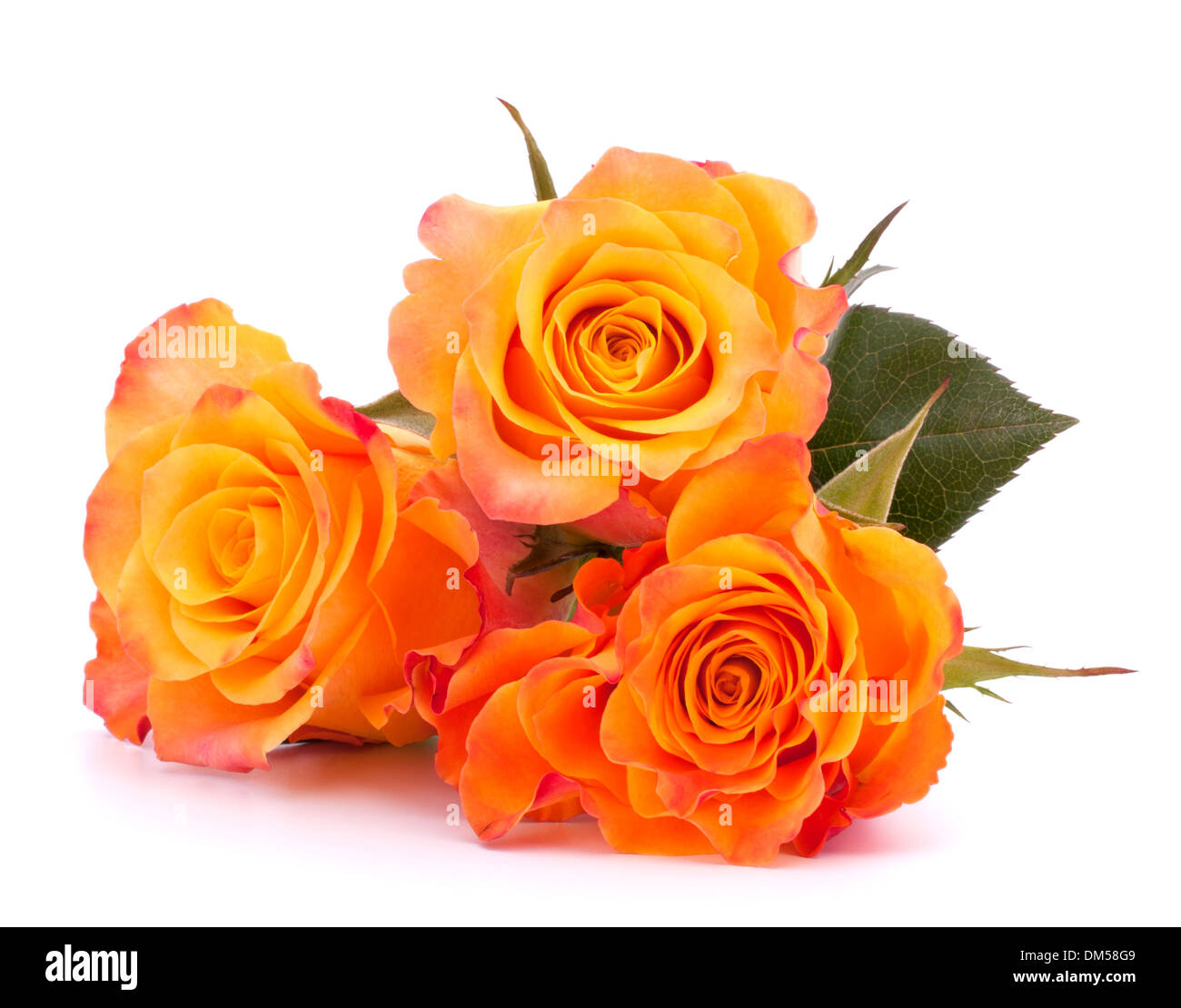 Three orange roses isolated on white background cutout Stock Photo - Alamy