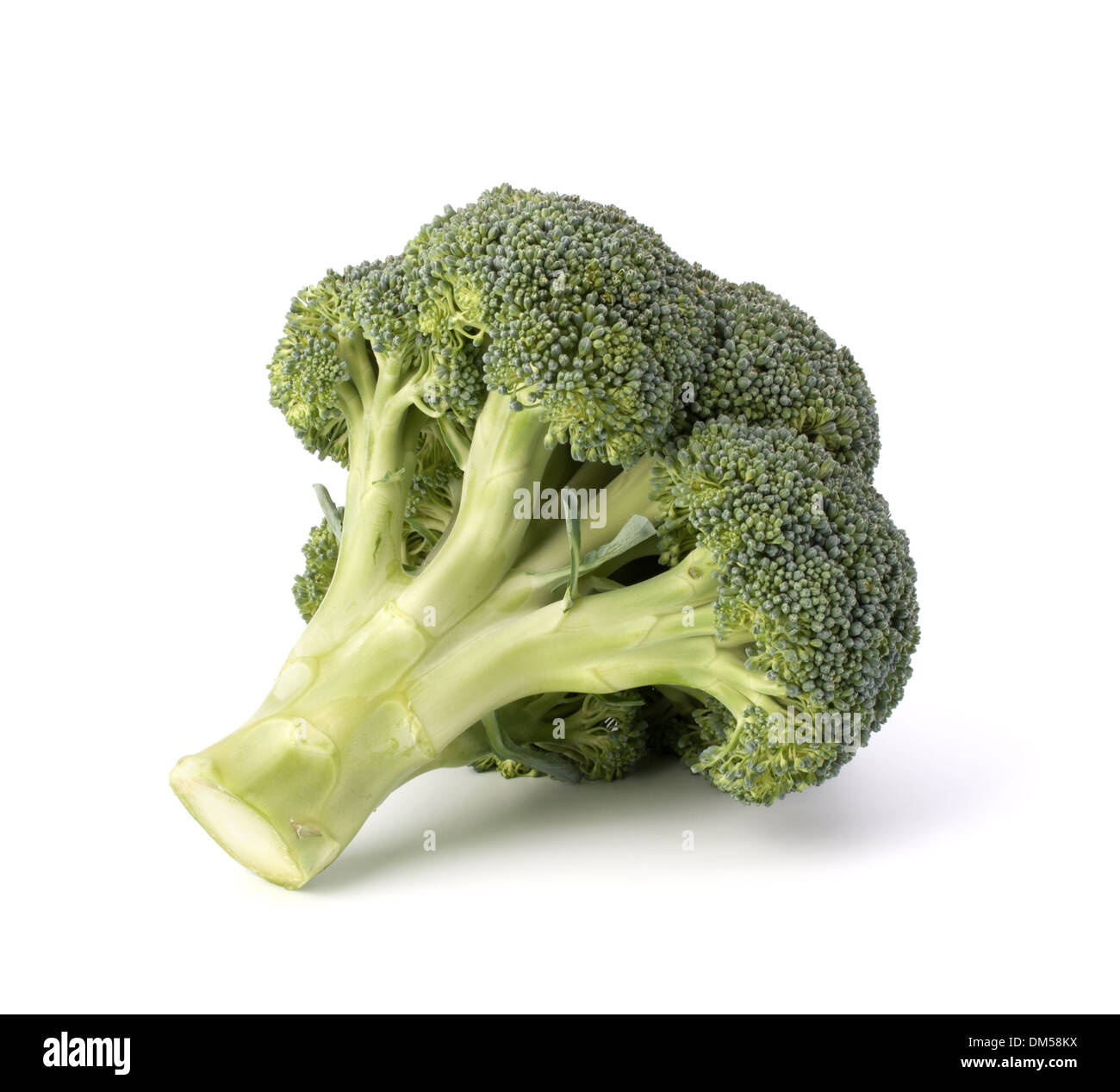Broccoli vegetable isolated on white background Stock Photo - Alamy