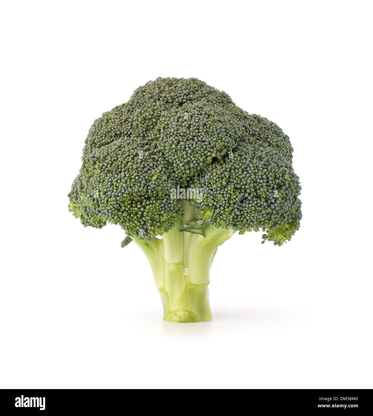 Broccoli vegetable isolated on white background Stock Photo - Alamy