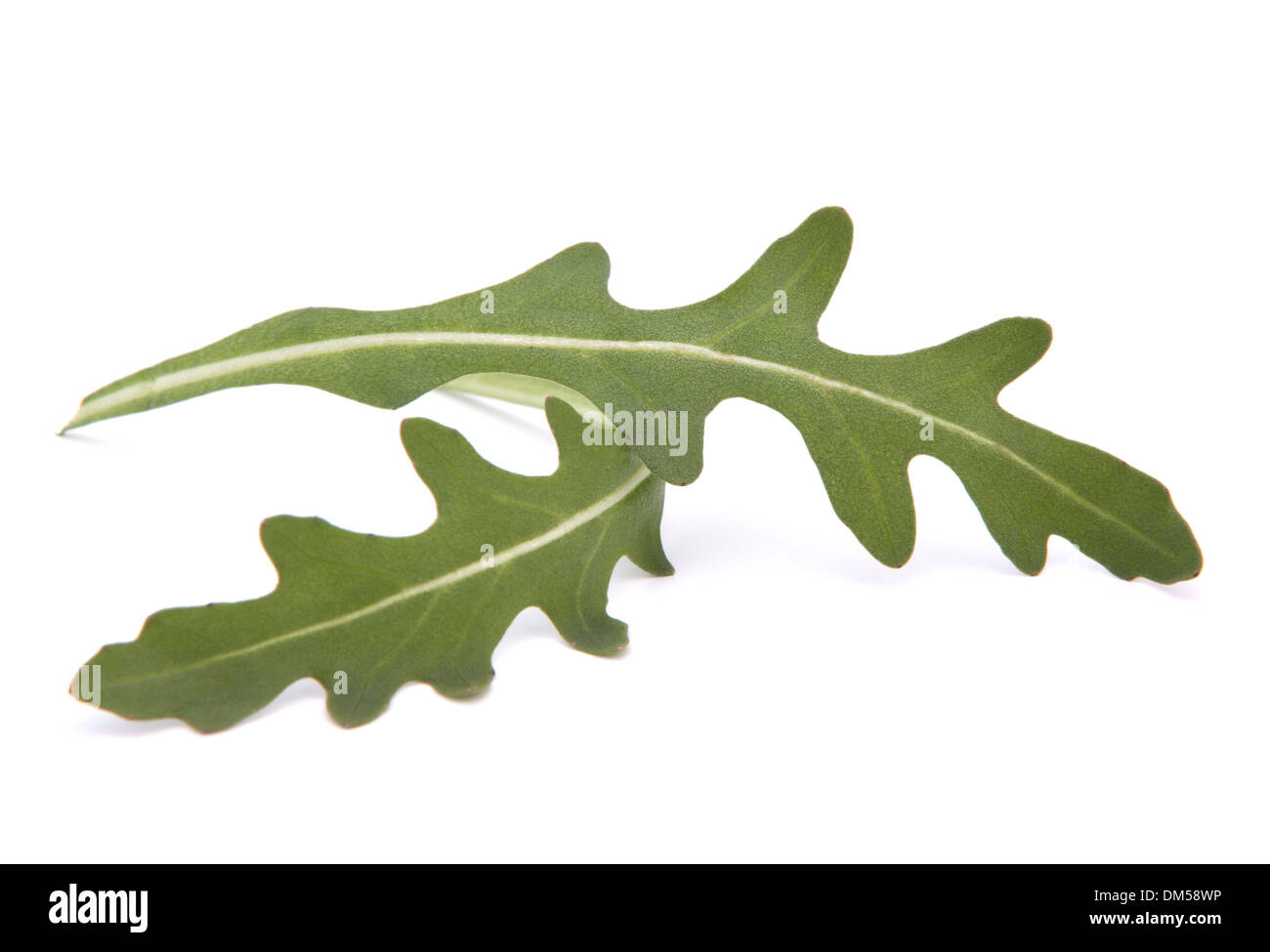 Sweet rucola salad or rocket lettuce leaves isolated on white ...