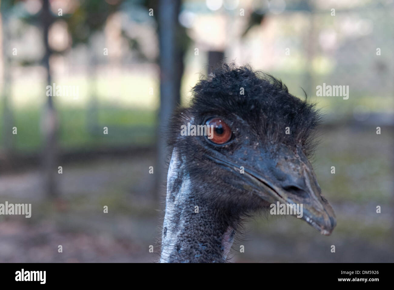 Emu legs hi-res stock photography and images - Alamy