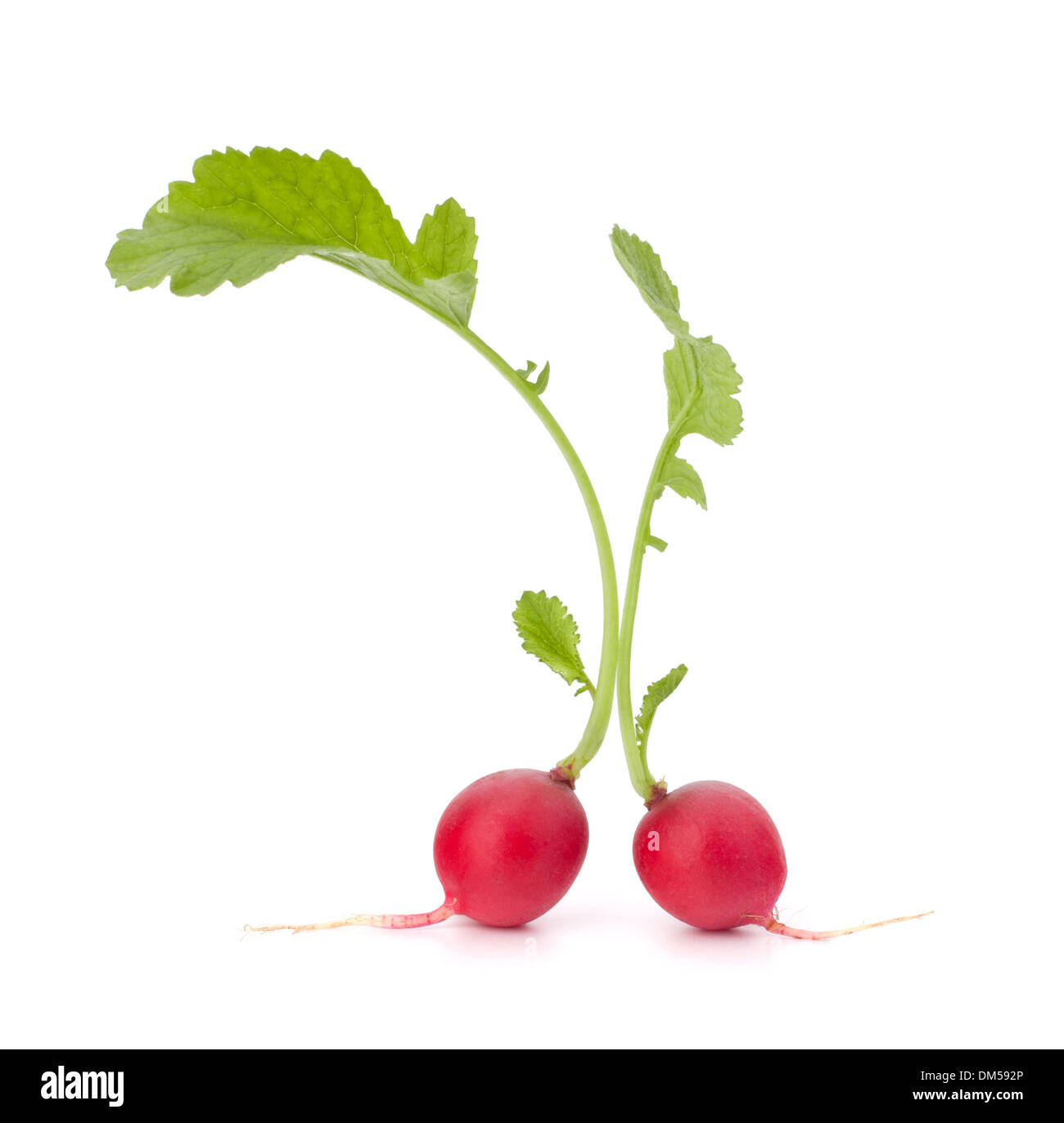 Small garden radish with leaves isolated on white background cutout ...