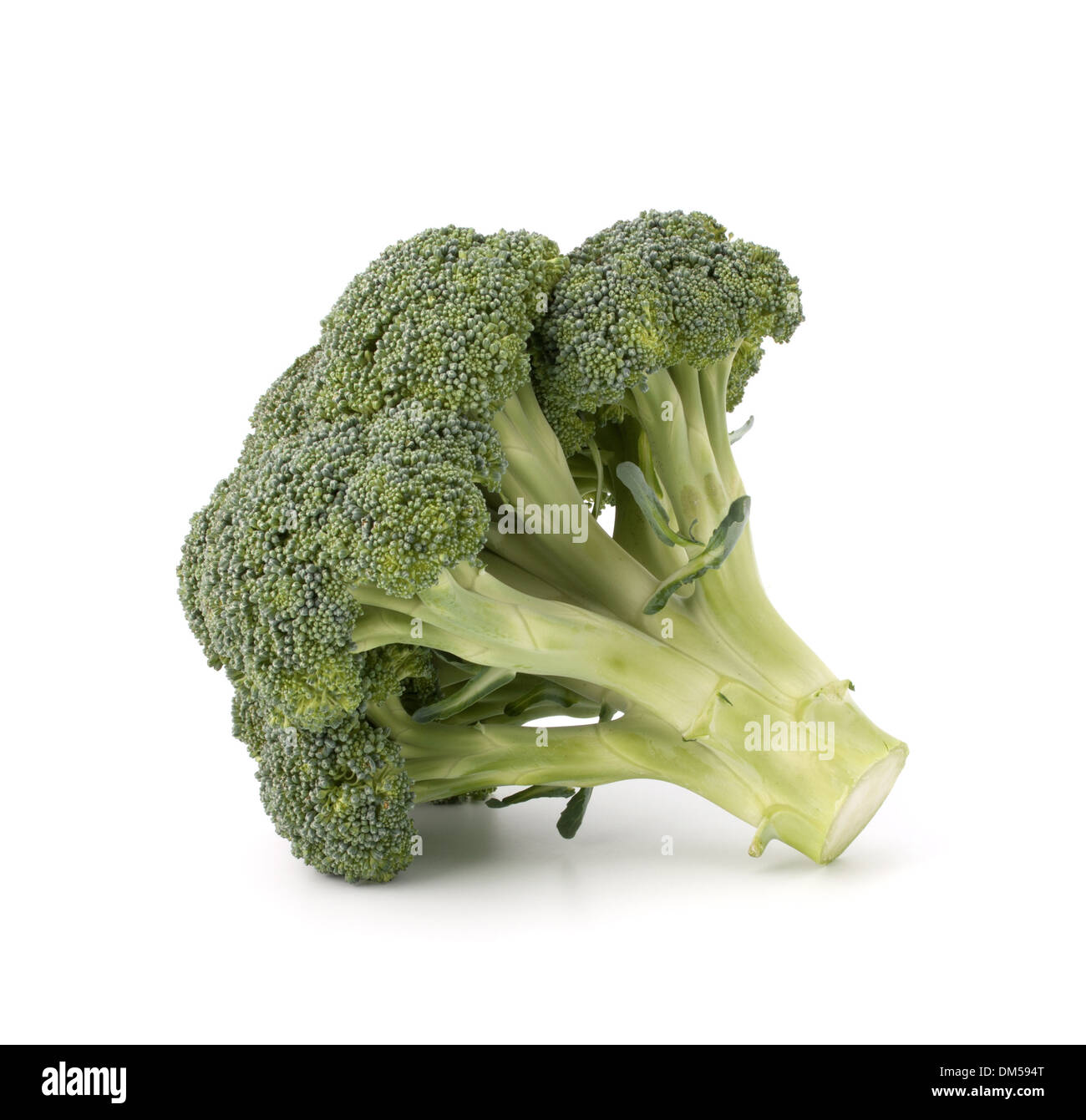 Broccoli vegetable isolated on white background Stock Photo - Alamy