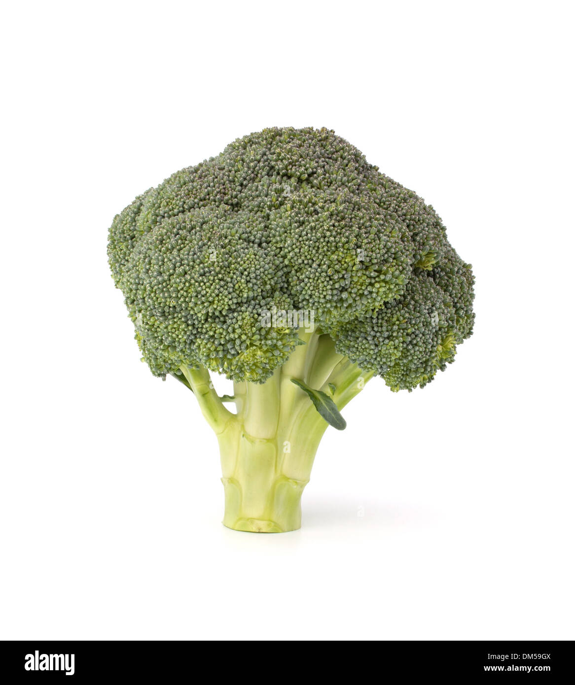 Broccoli vegetable isolated on white background Stock Photo - Alamy