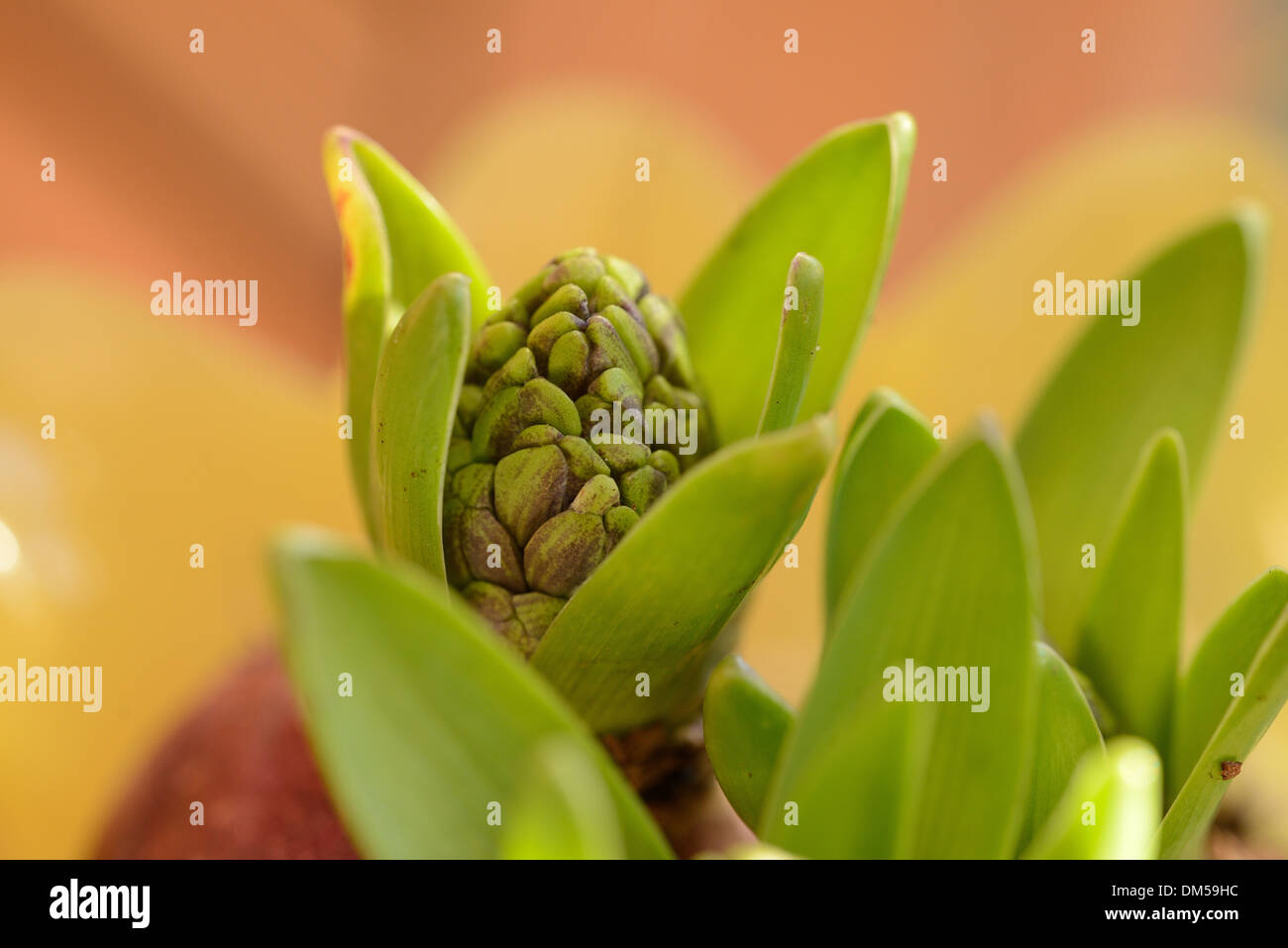 Jacinthe hyacinthus hyacinth hi-res stock photography and images - Alamy